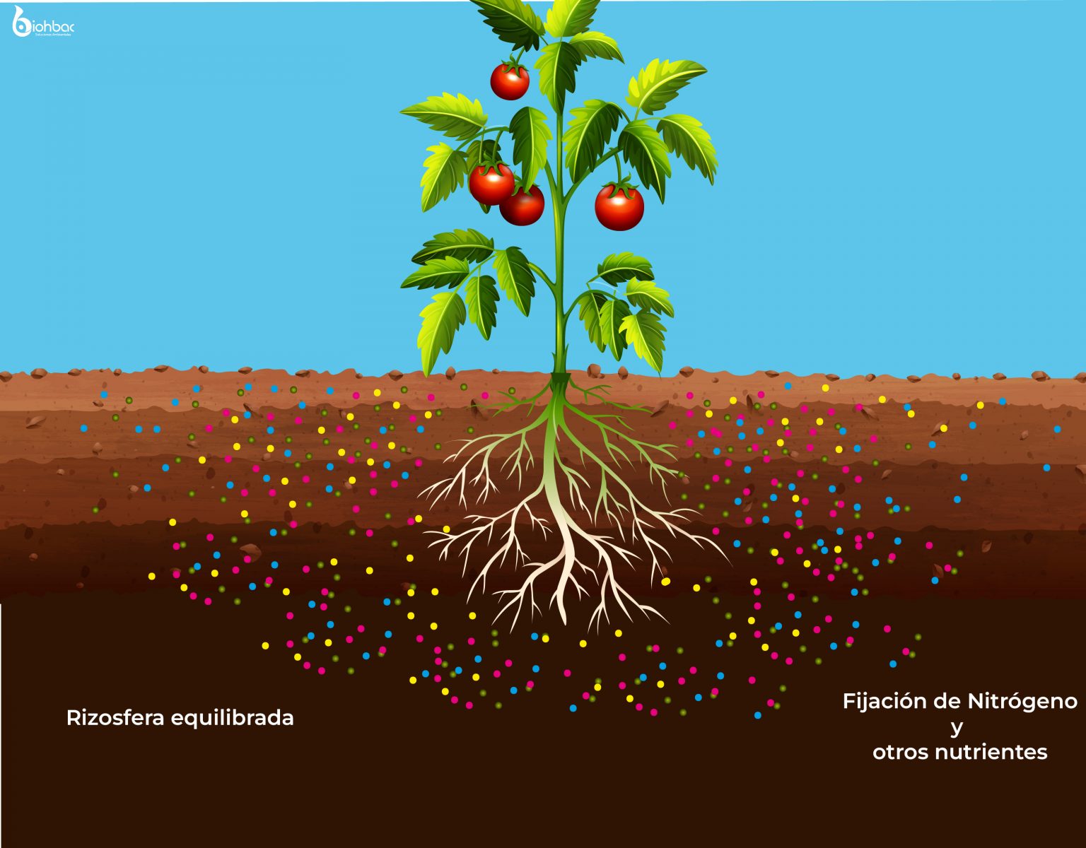 ¿Cómo mejorar la sanidad y nutrición de las plantas? - Biohbac